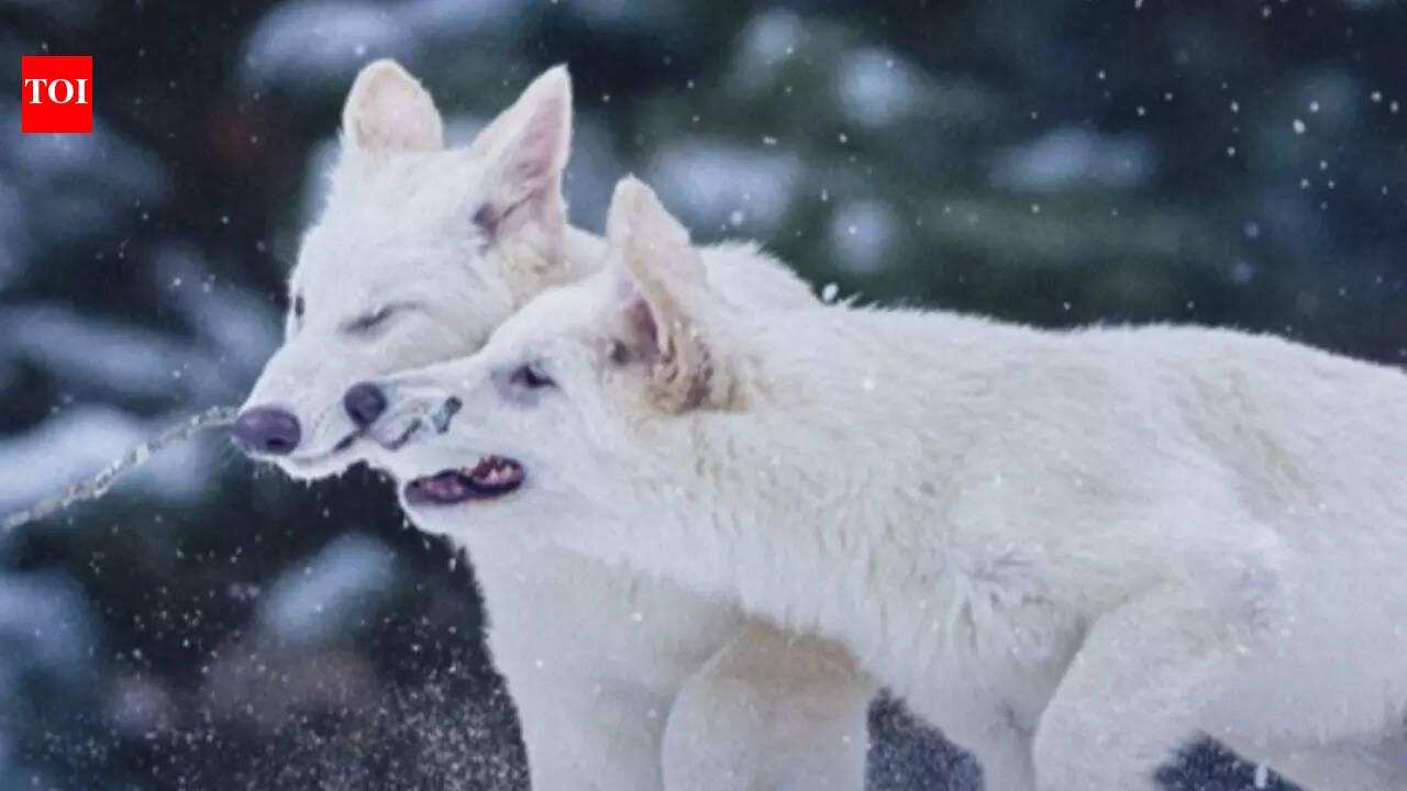 Elon Musk wants to pet Dire Wolves: 5 lesser known facts about Dire ...