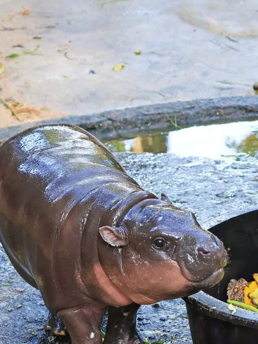 Pygmy Hippo Day 2025: 10 facts about these adorably trendy animals ...