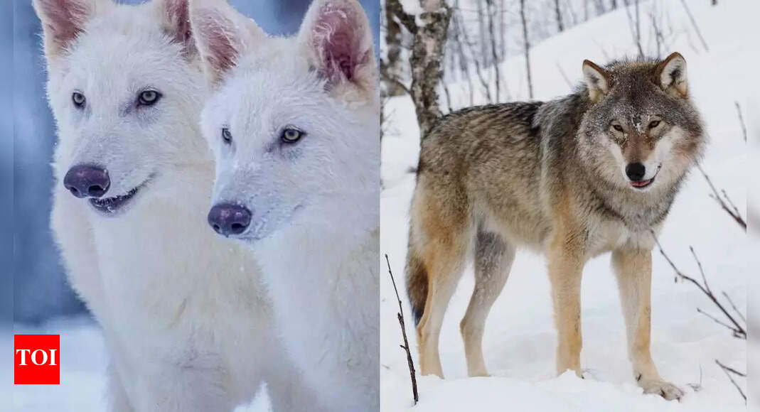 Extinct dire wolf species returns after 12,500 years - what are they ...