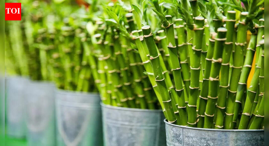 7 Benefits of Keeping Lucky Bamboo in the Bedroom - The Times of India