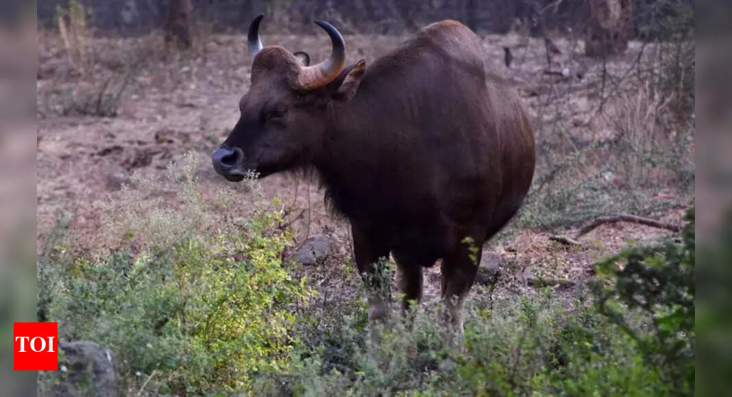 Another Gaur attack injures farmer in Ajara | Kolhapur News - The Times ...