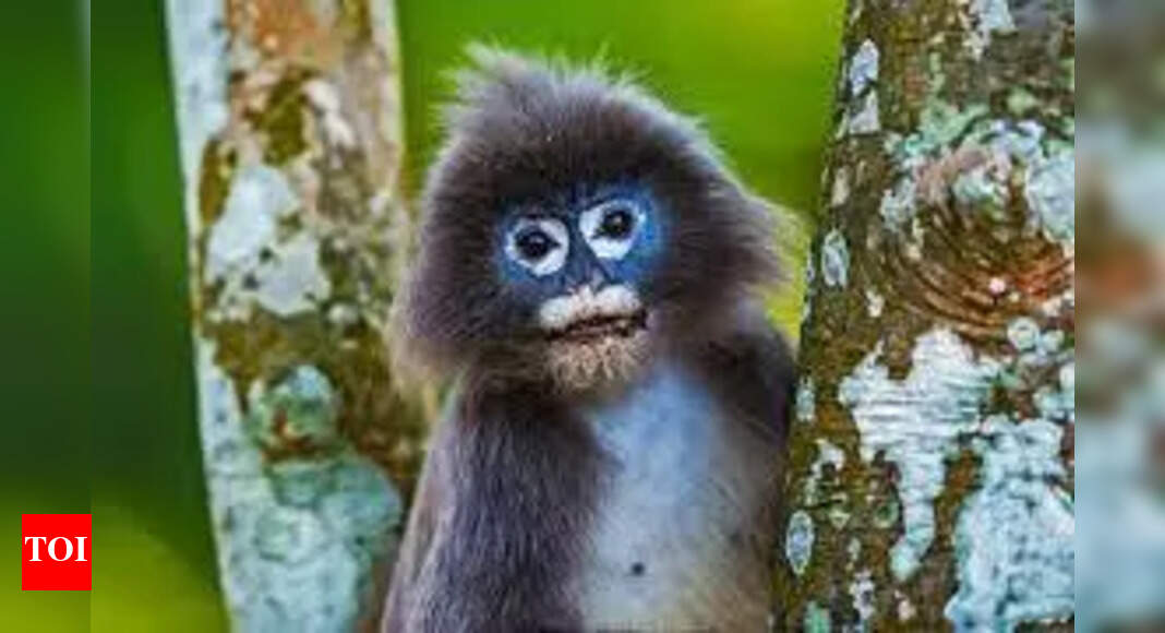 Spectacled leaf monkey hit by 2-wheeler in Silchar, dies | Guwahati ...