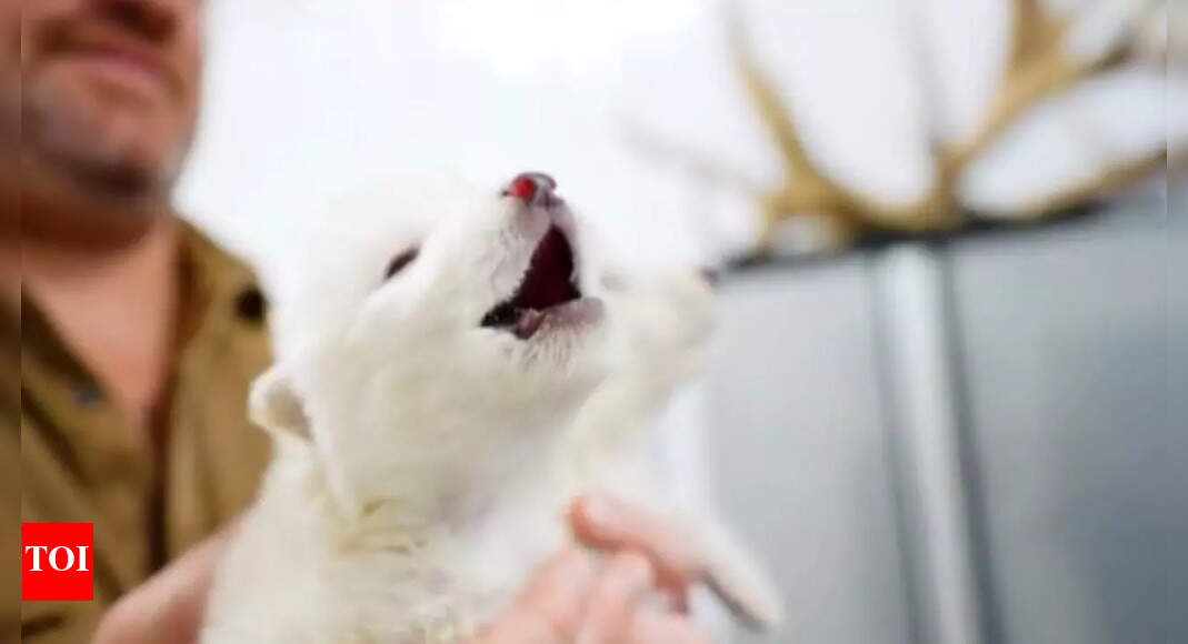 Elon Musk and George R.R. Martin react to real-life return of dire ...