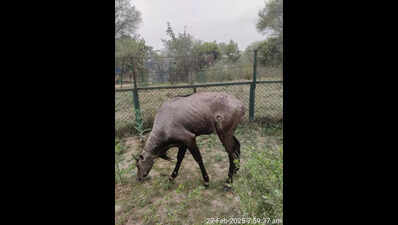Rising temperatures make Nilgai venture out of forests for water ...