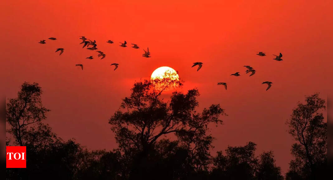 Solar Eclipse has this strange impact on birds: Researchers reveal ...