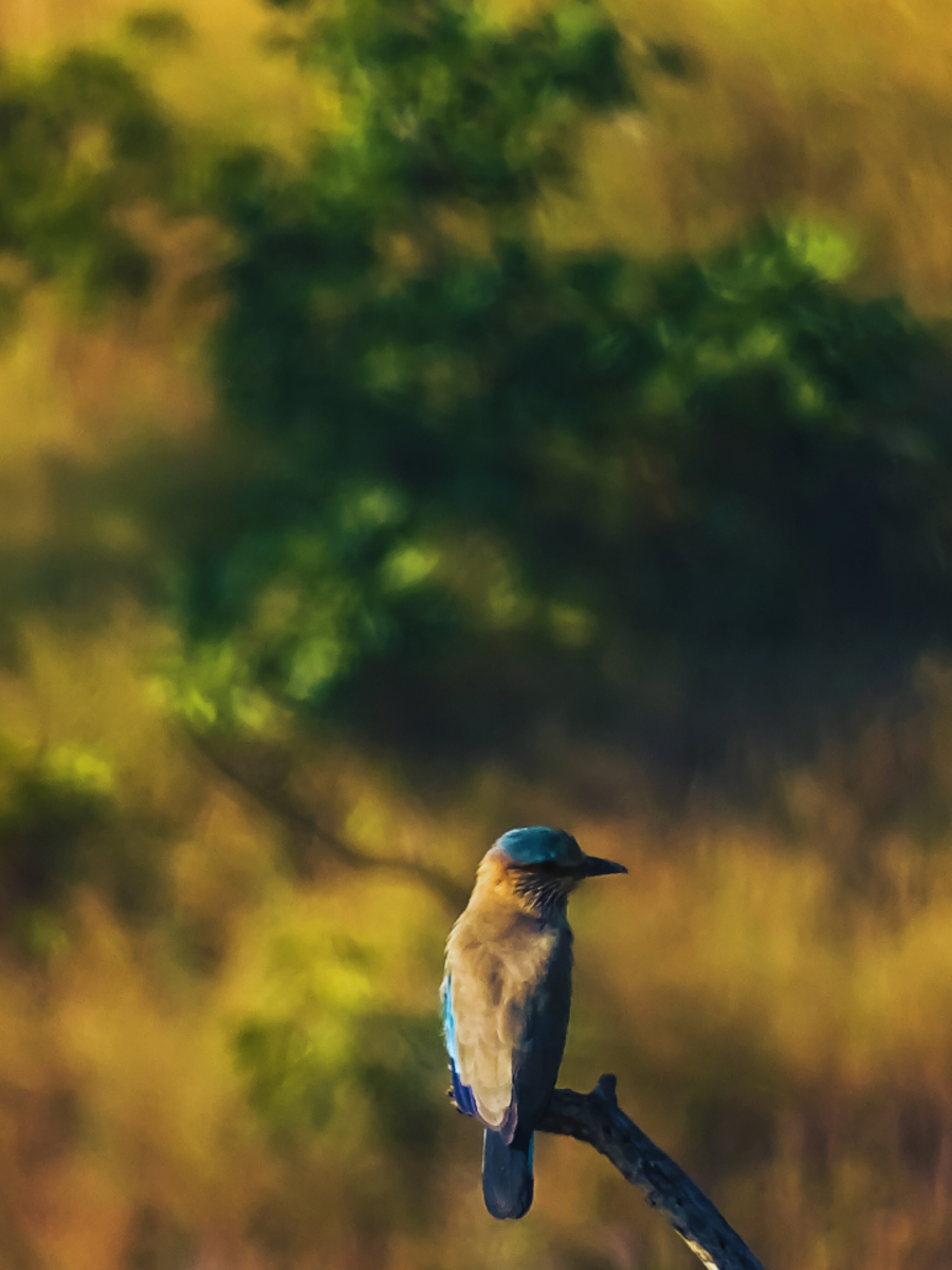 Kancha Gachibowli: Hyderabad’s urban forest under threat, where ...