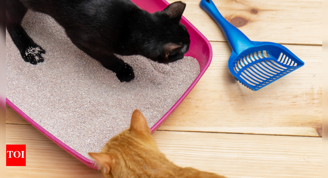 Best Cat Litters For Pet Parents To Choose for Easy Cleaning ...