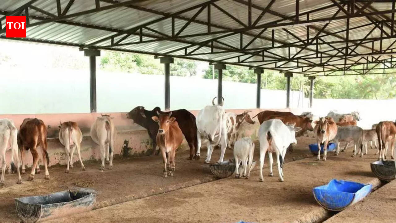 BMC to build new shelter to house 3,000 cattle in Jamukoli ...