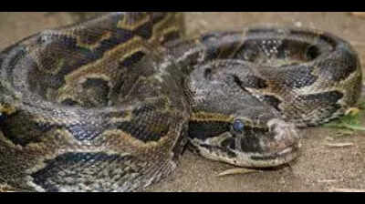 Rock python rescued from Aruvimalai, released in forest | Madurai News - The Times of India