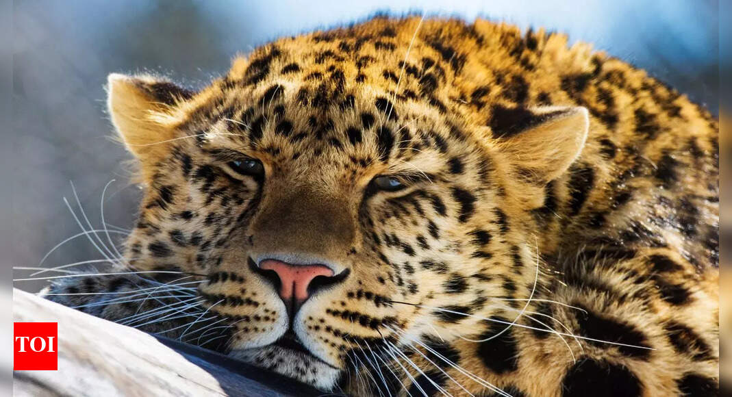 WATCH: Dog scares off massive leopard—here’s what happened - The Times ...
