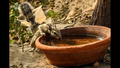 Day temperature nears 40°C in Gurgaon | Gurgaon News - The Times of India