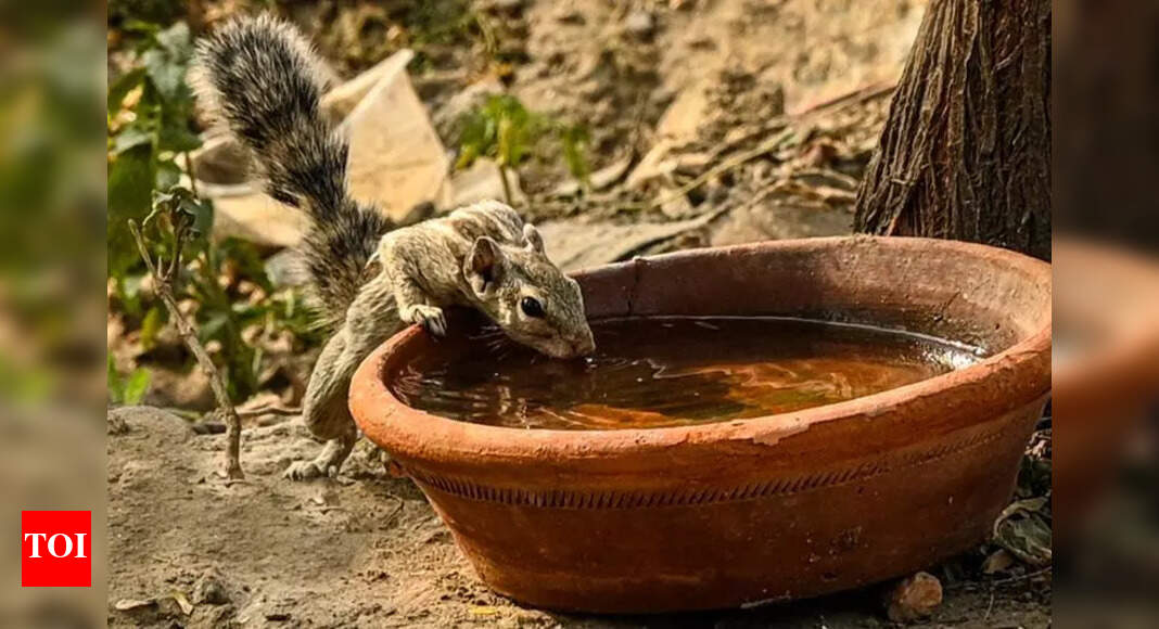 Day temperature nears 40°C in Gurgaon | Gurgaon News - The Times of India