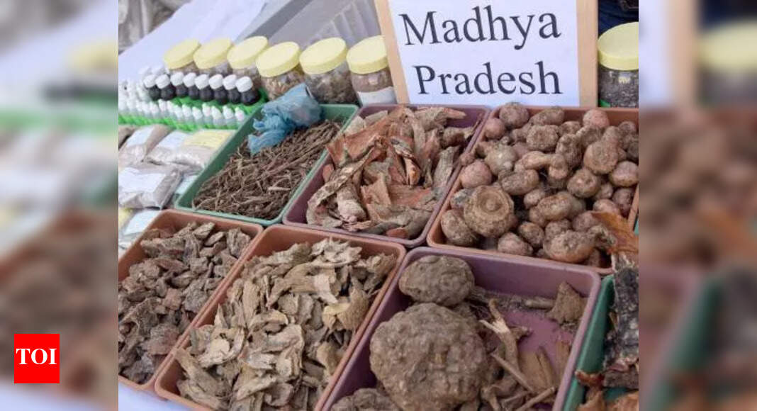 Traditional herbal medicines of Jhabua to be documented | Indore News ...