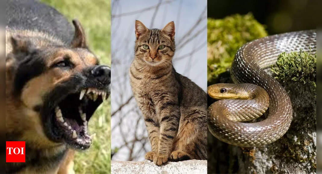 10 Animals that respond early to an earthquake | - The Times of India