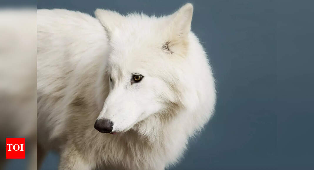 Scientists revive dire wolf using breakthrough biotech—Tom Brady and ...