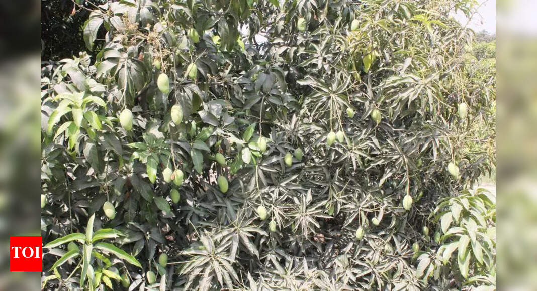 Sudden rain, thunderstorm have a sweet & sour impact on Malihabad ...