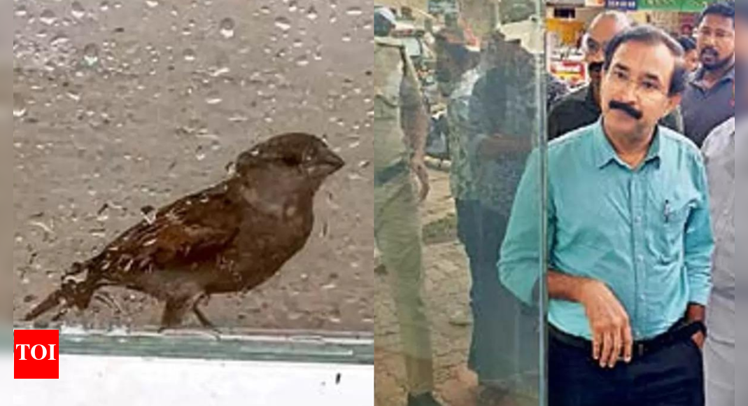 One sparrow, many hearts: Kerala village unites to save a tiny bird ...