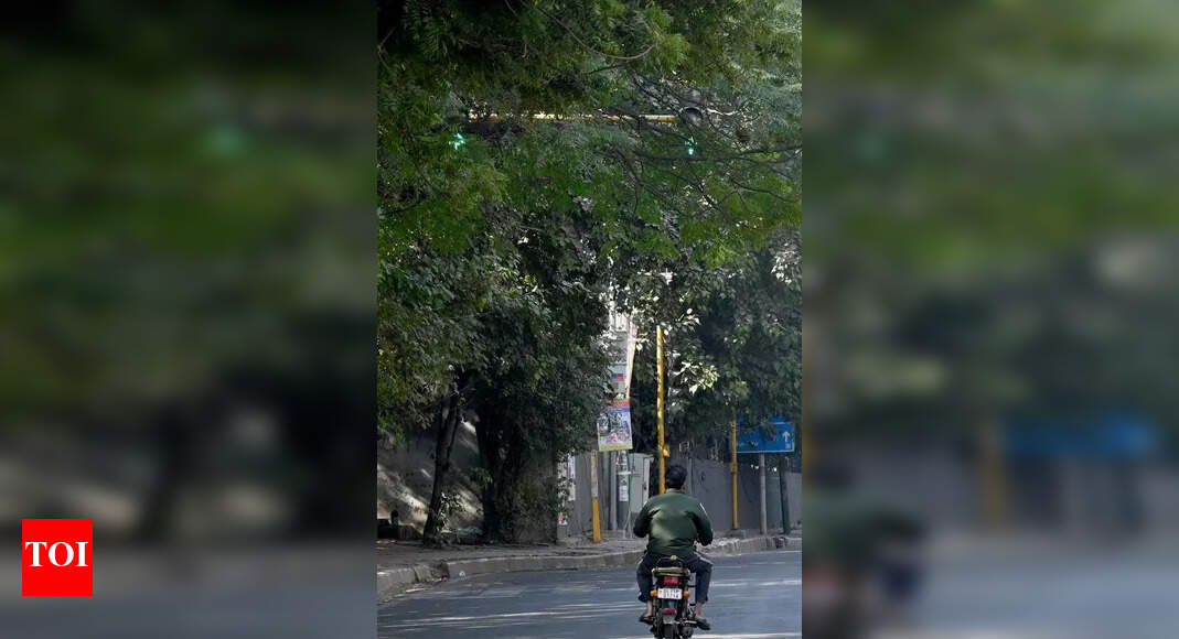 Delhi government forms quick response team for tree pruning during ...