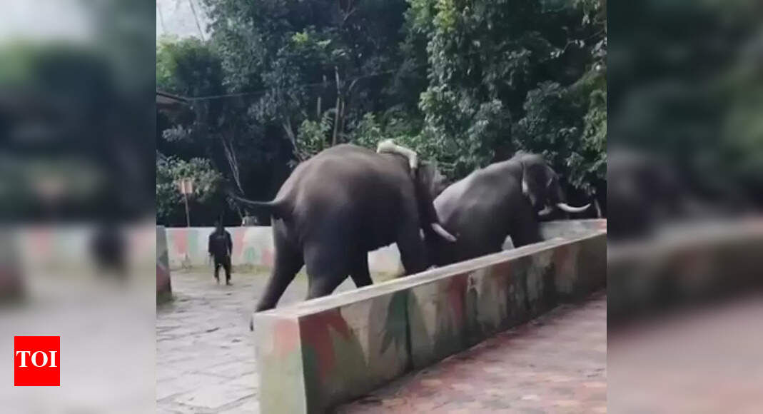 Villagers in panic as jumbos prowl around Mudigere, Belur - The Times ...