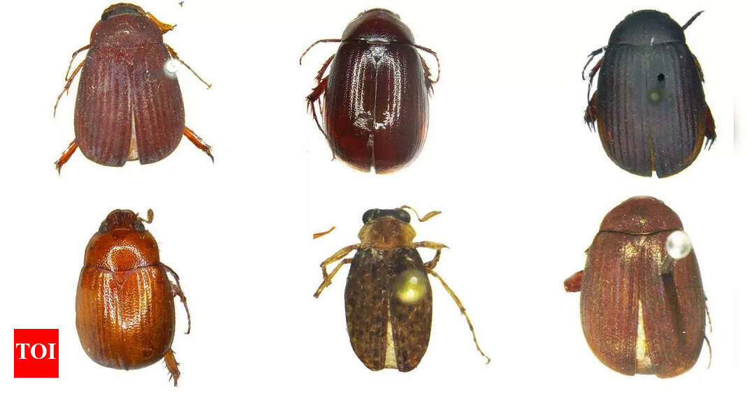 ZSI scientists discover six new Scarab Beetle species in India ...