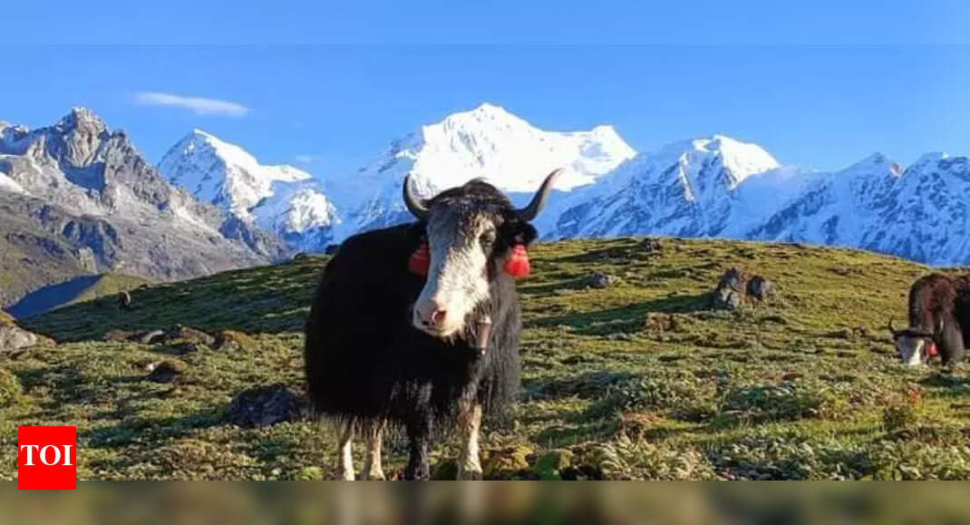 As grand yak fest starts in Thakum, tourists flock to Sandakphu ...
