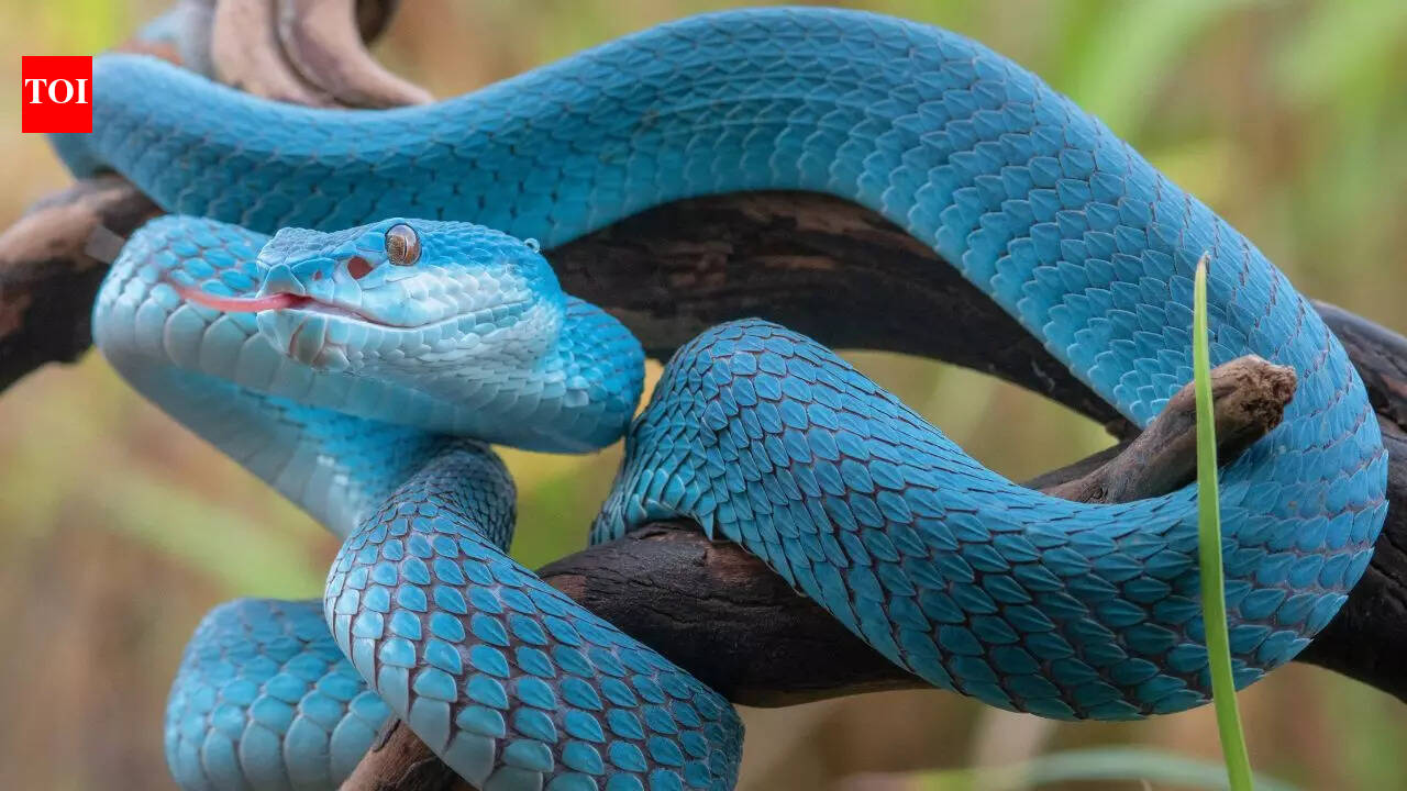 Do Snakes have friends? Social behaviour of a solitary species