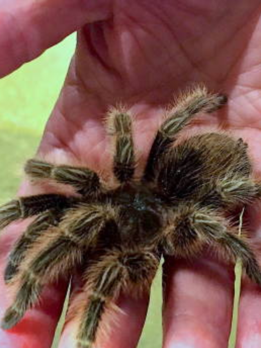 10 largest insects in the world | Times of India