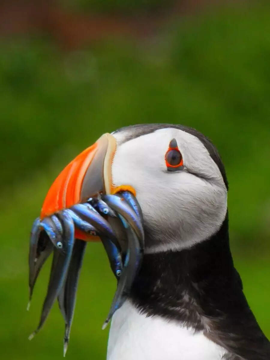 Puffin Day 2025: 8 interesting facts about these adorably colourful ...