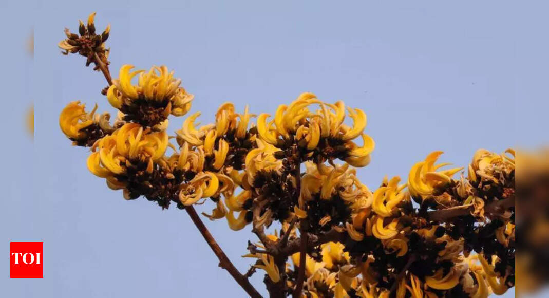 Flame of the forest puts on a rare yellow face in Mangar’s Aravalis ...