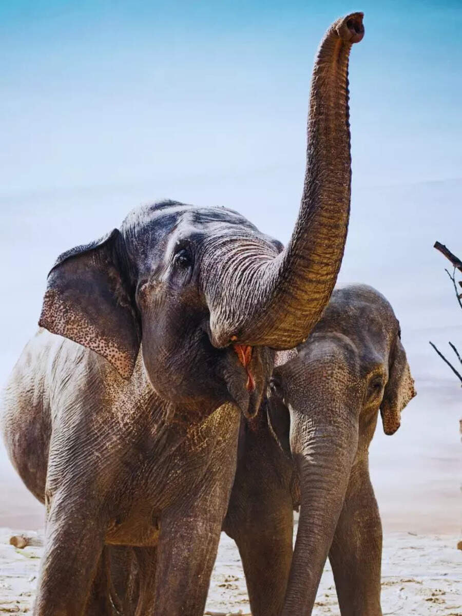 Elephants in Africa: Top 8 national parks to spot these majestic ...