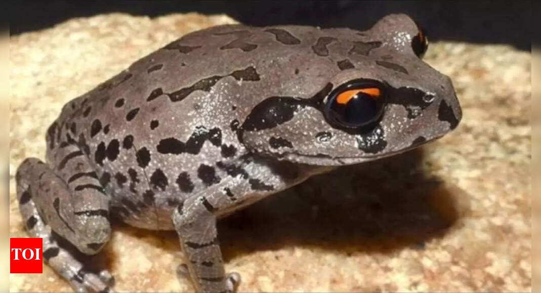 New frog species discovered after 21 years of study; named in the ...