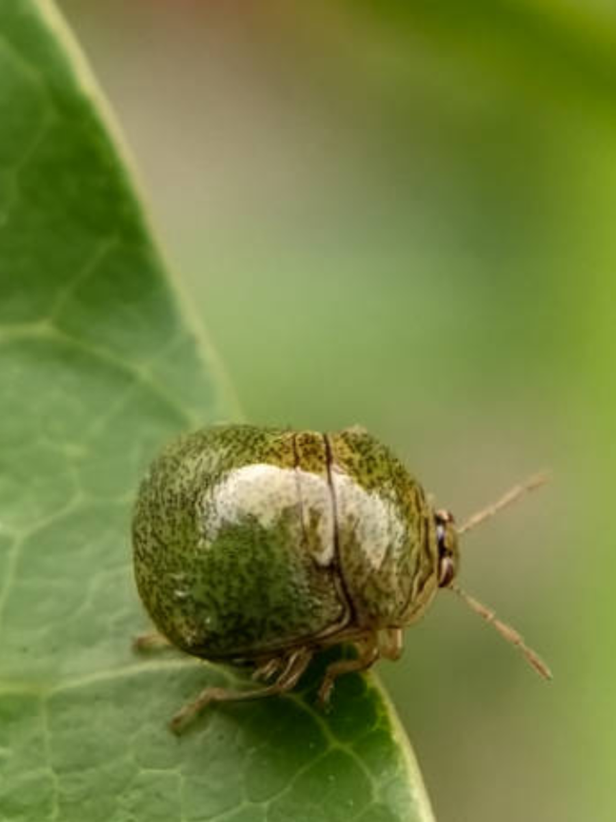 10 insects are are harmless and useful | Times of India