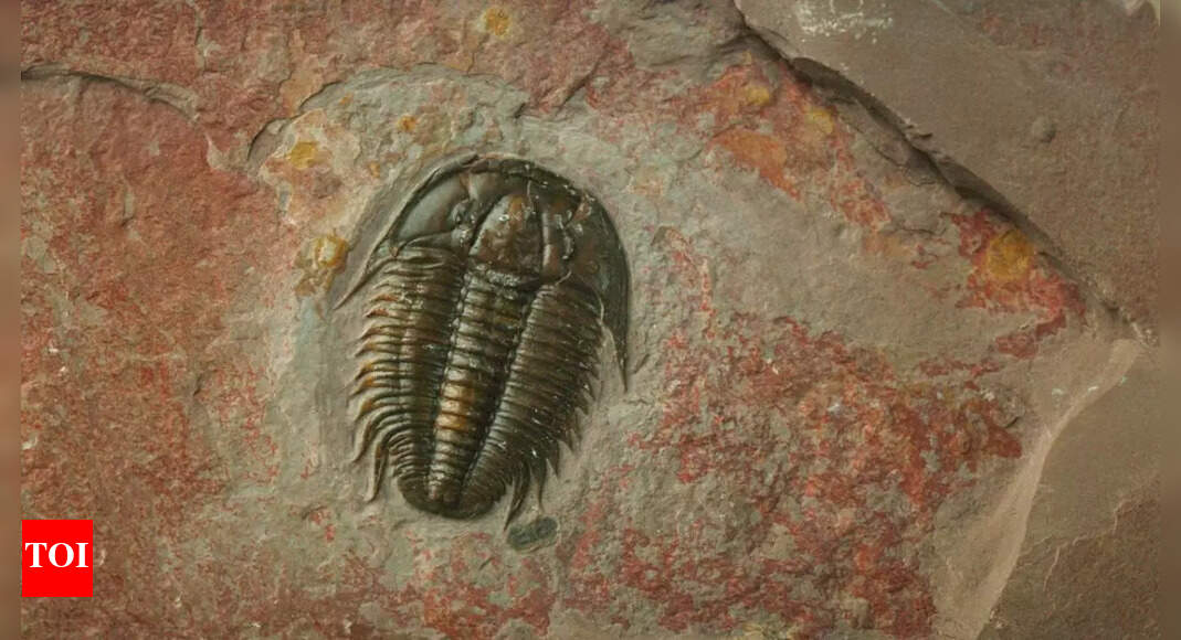 444-year-old fossil belonging to the spider family with gut and brains ...