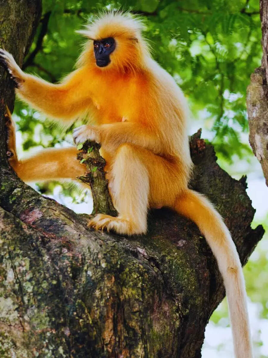 Golden langurs in Assam: 8 jungles to spot these endangered primates of ...