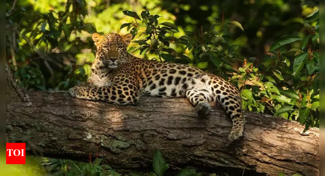 'Fugitives with blood on their paws': Shunted out by cheetahs, leopards ...