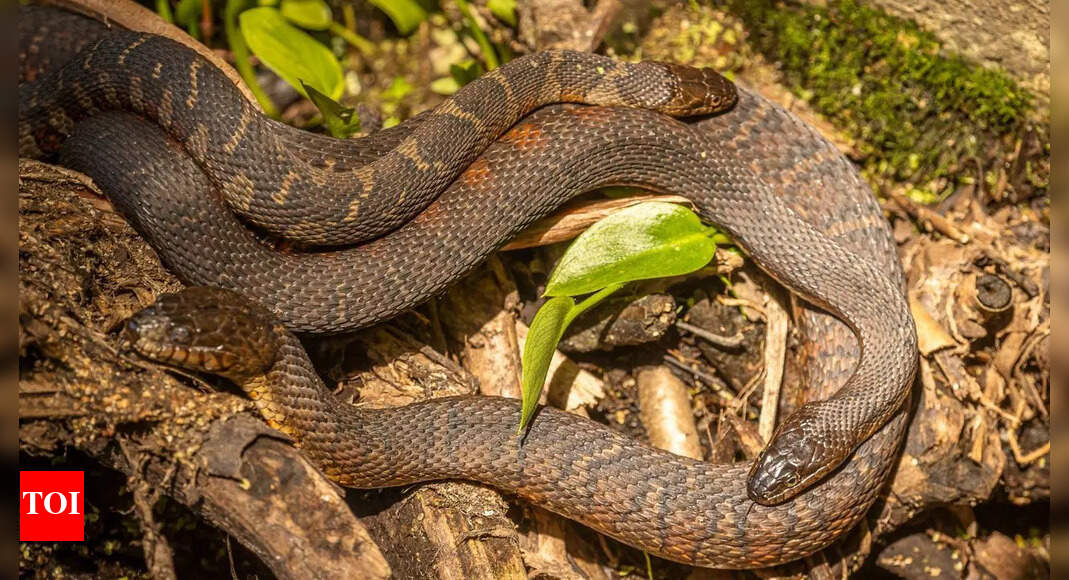 Watch: Massive Eastern Brown snakes fight for dominance in viral video ...