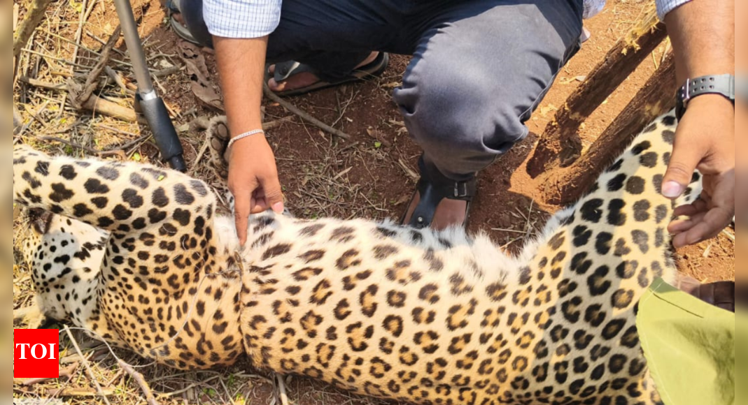 Visakhapatnam Pregnant Leopard Death: 3 Arrested After Animal Dies in Illegal Snare ...