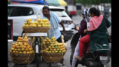 Unseasonal rains destroy mango orchards in Nuzividu - The Times of India