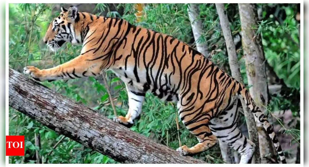 Optical illusion: Only a genius can spot the hidden tiger in just 5 ...