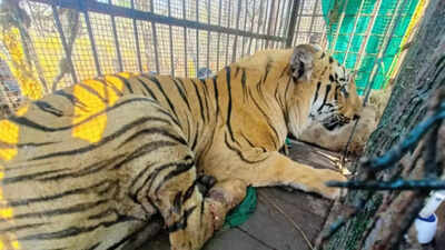 Injured Tiger Safe After Rescue In Chhattisgarh Raipur News The