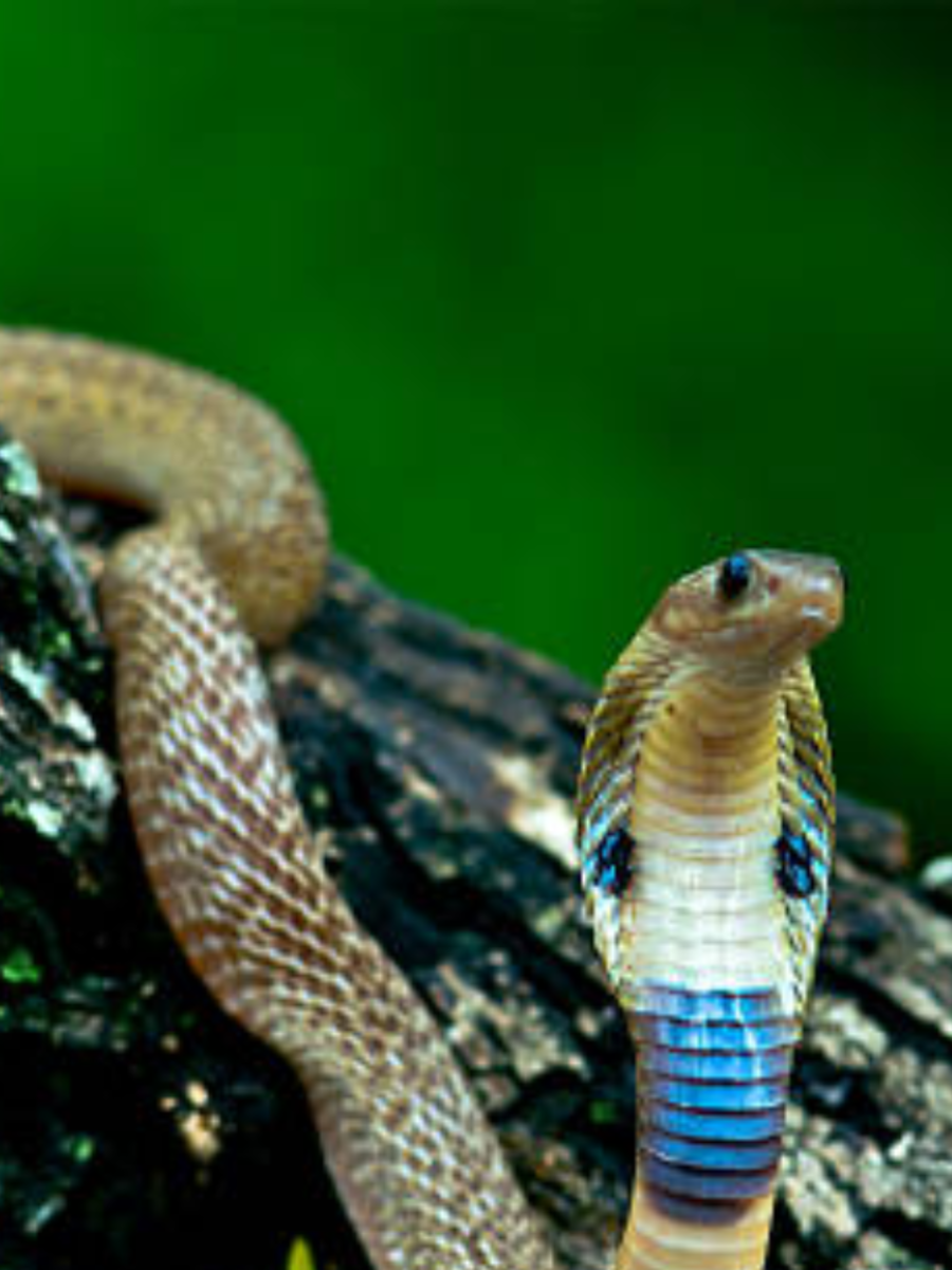 10 poisonous snakes commonly found in India | Times of India 10 poisonous snakes commonly found in India | Times of India
