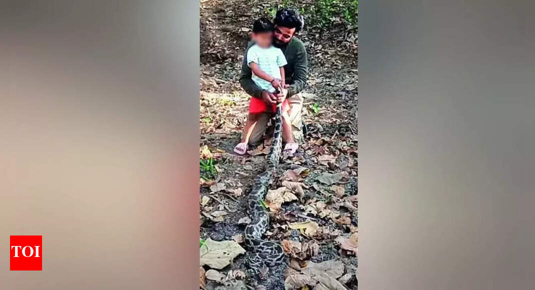 Maharashtra snake rescuer lets 4-year-old hold python by its tail ...
