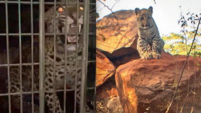 Silent revival: Leopards roam in Delhi's backyard | Delhi News - The Times of India