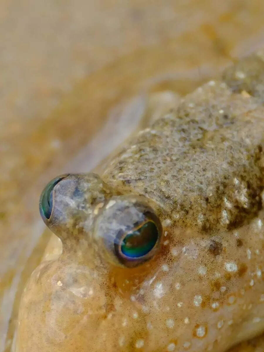 10 animals that can survive in extreme conditions | Times of India