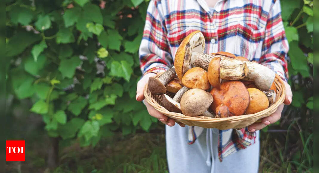 Shroom boom: Why fungi is trending - Times of India
