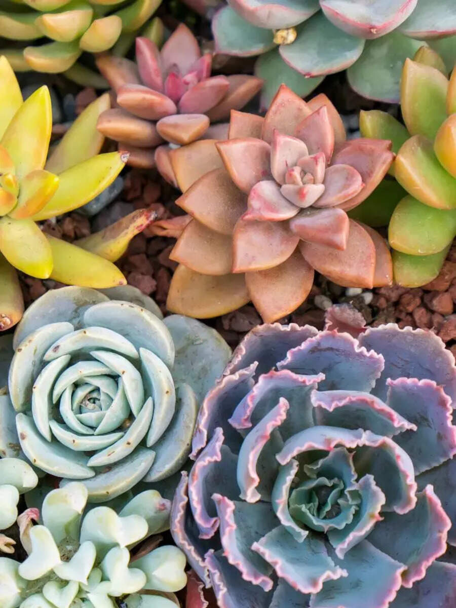 Types Of Succulent Plants In India