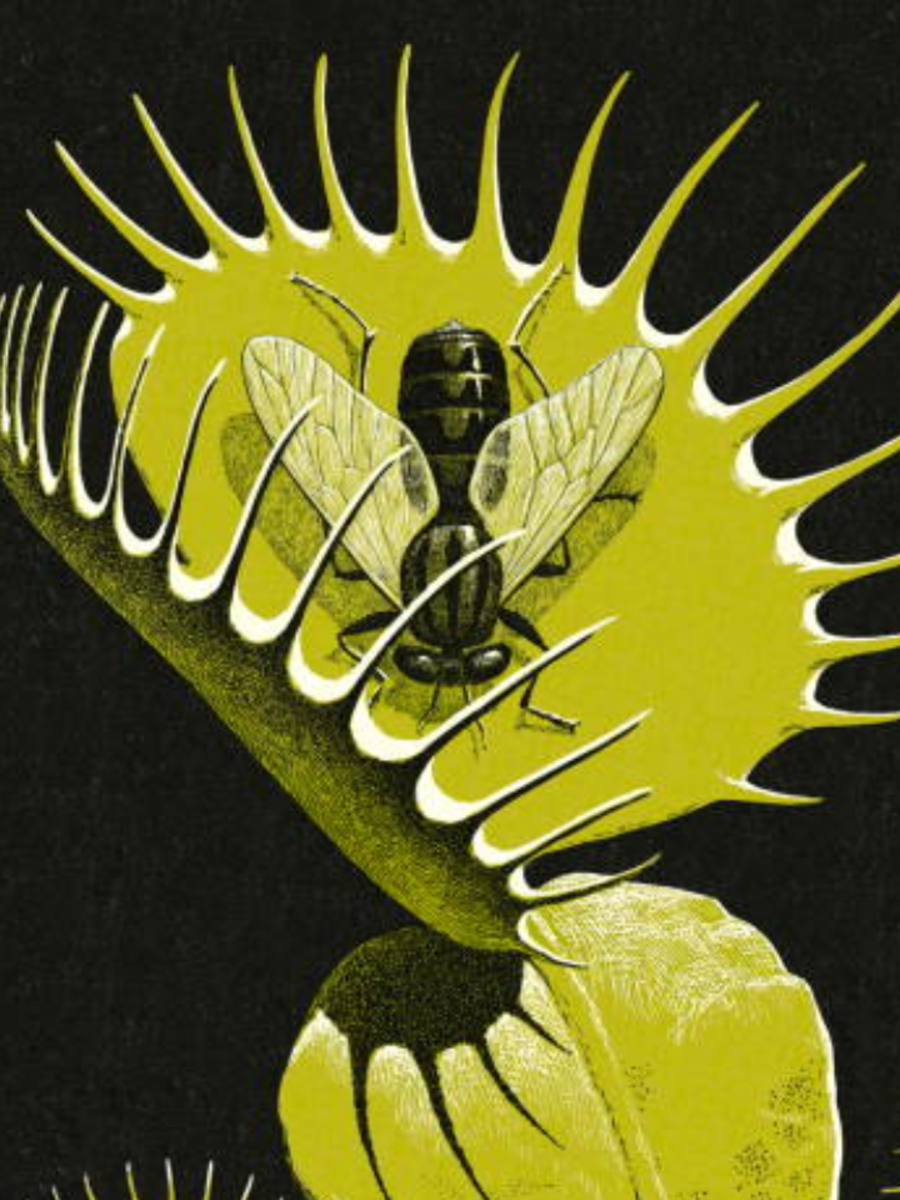 8 unique plants that eat insects | Times of India