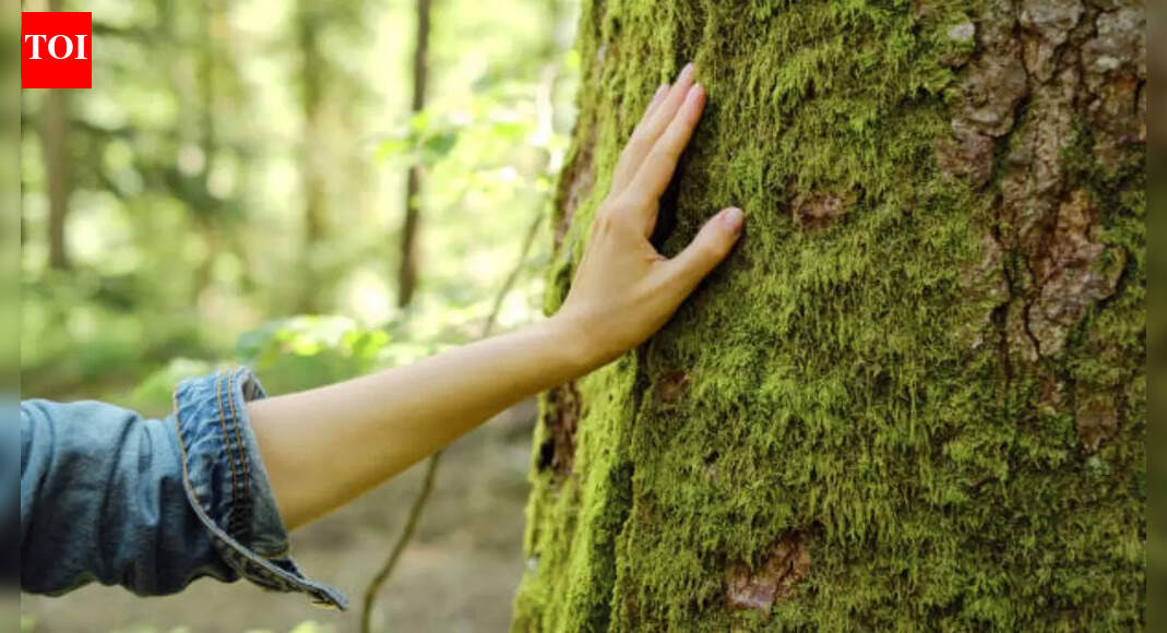 From suicide tree to stinging tree: 7 poisonous trees you should never ...