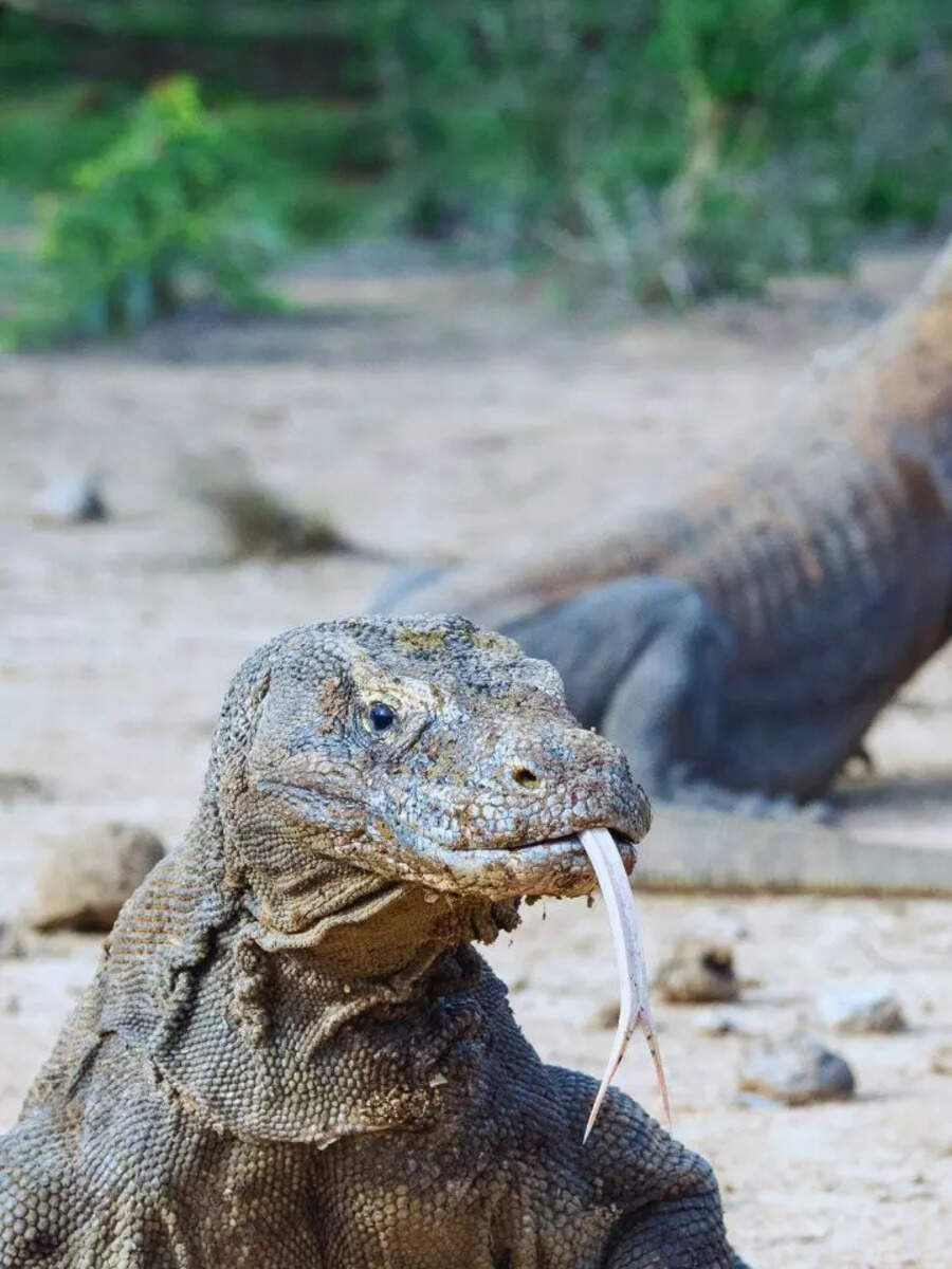 9 exotic animals to spot in the jungles of Indonesia | Times of India