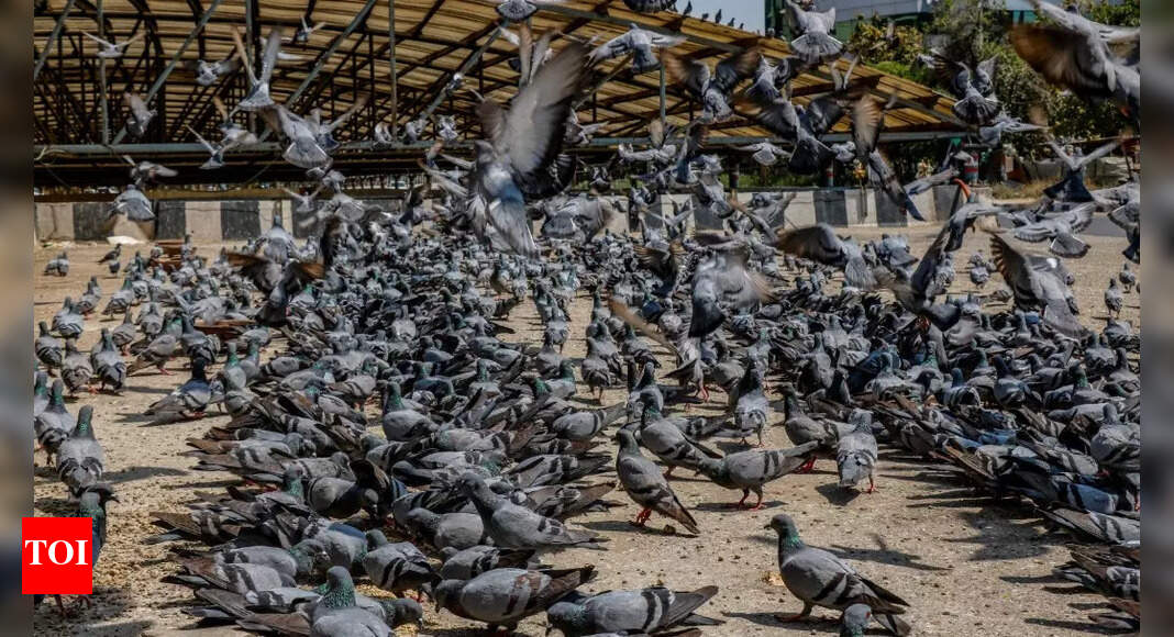 Breathing distress? It’s not just foul air, could be pigeon droppings ...
